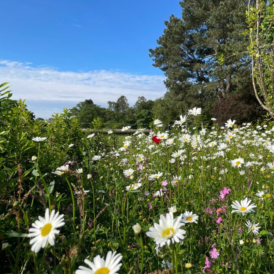 Wildflower Meadow - Claire Kenyon Landscapes